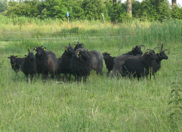Hebridean schapen